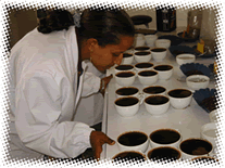 Mullege PLC Exporter of Best and Quality Ethiopian Highland Arabica Coffee