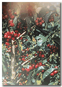 Mullege PLC Exporter of Best and Quality Ethiopian Highland Arabica Coffee