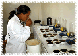 Get the Best Coffee from Ethiopia by Contacting Mullege PLC